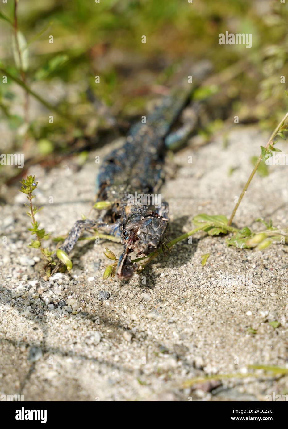 Green lizard dead on the road Stock Photo - Alamy