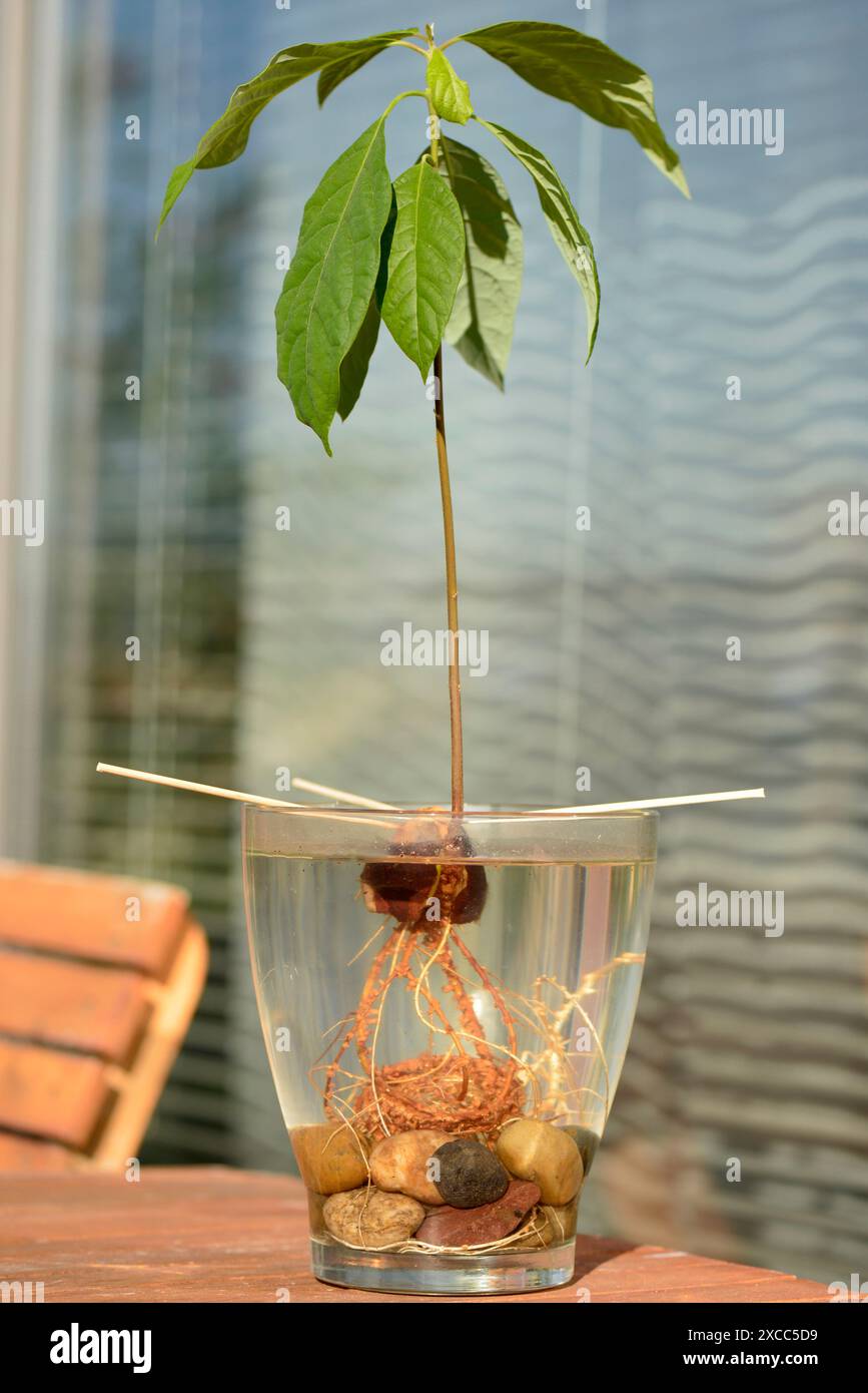 Avocado indoors tree hi-res stock photography and images - Alamy