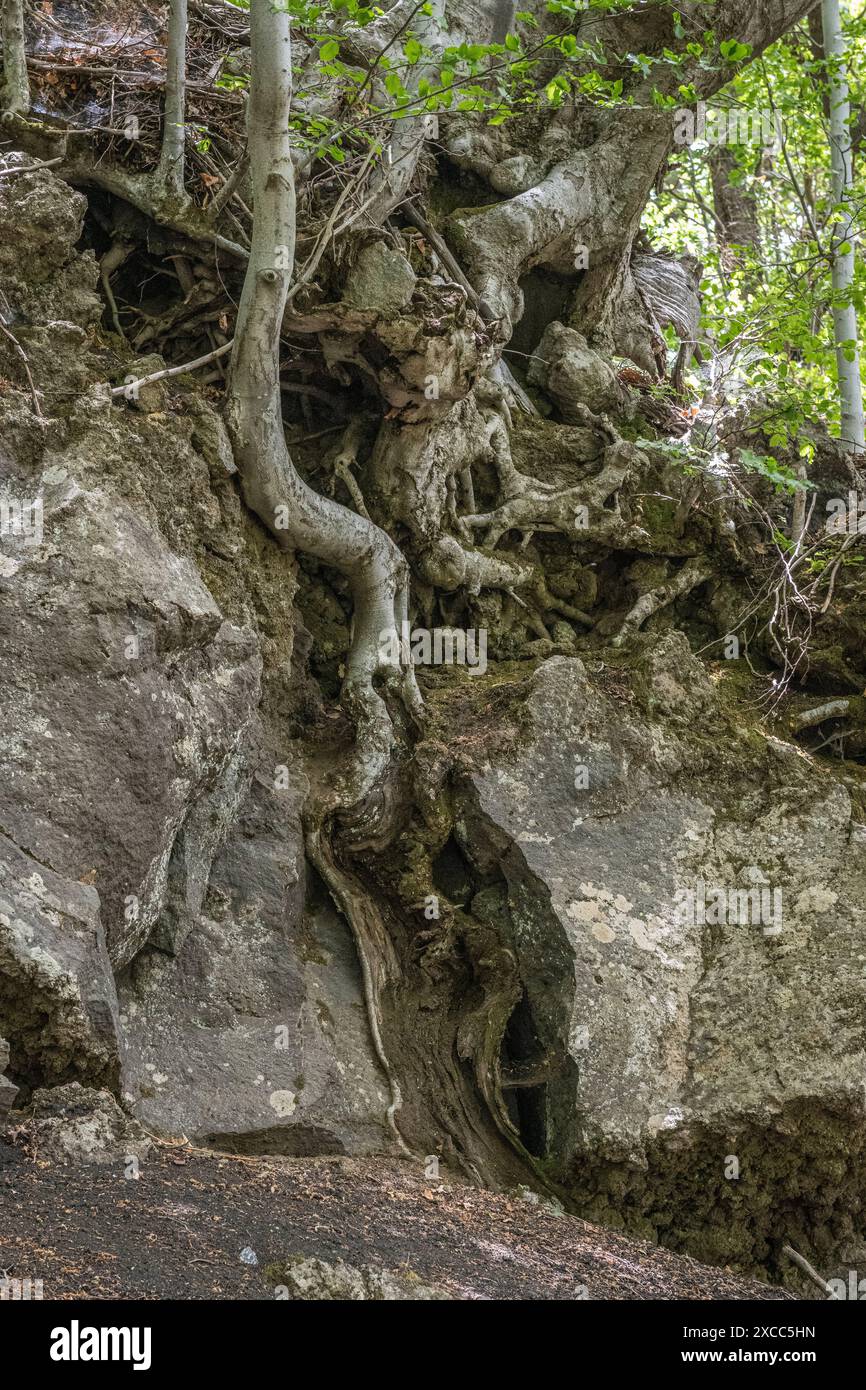 On the slopes of Mount Etna, Sicily, a silver birch tree (Betula ...