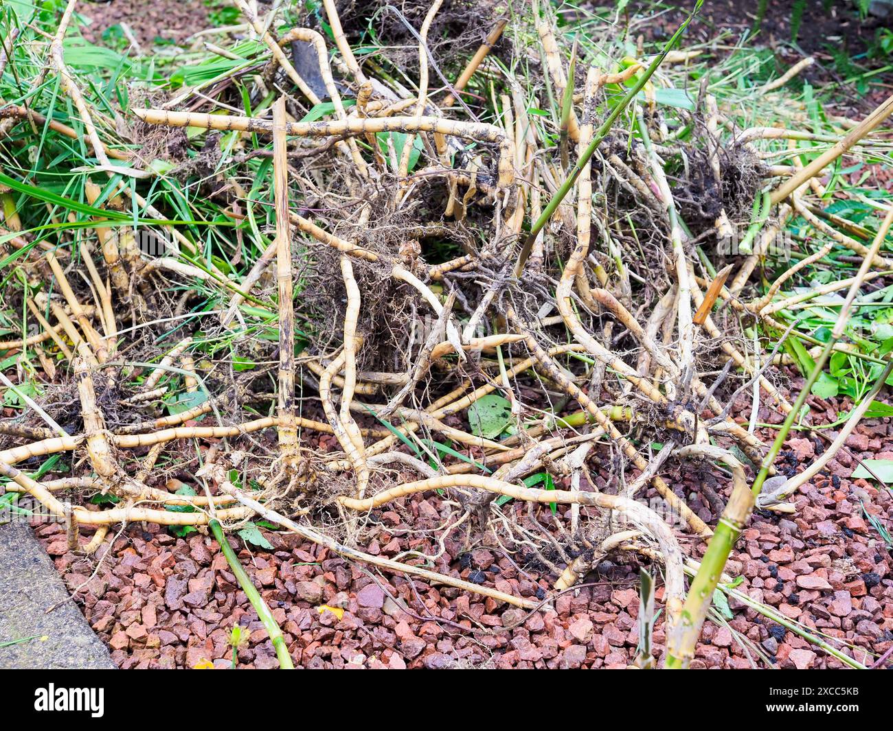 Untidy garden backyard hi-res stock photography and images - Alamy