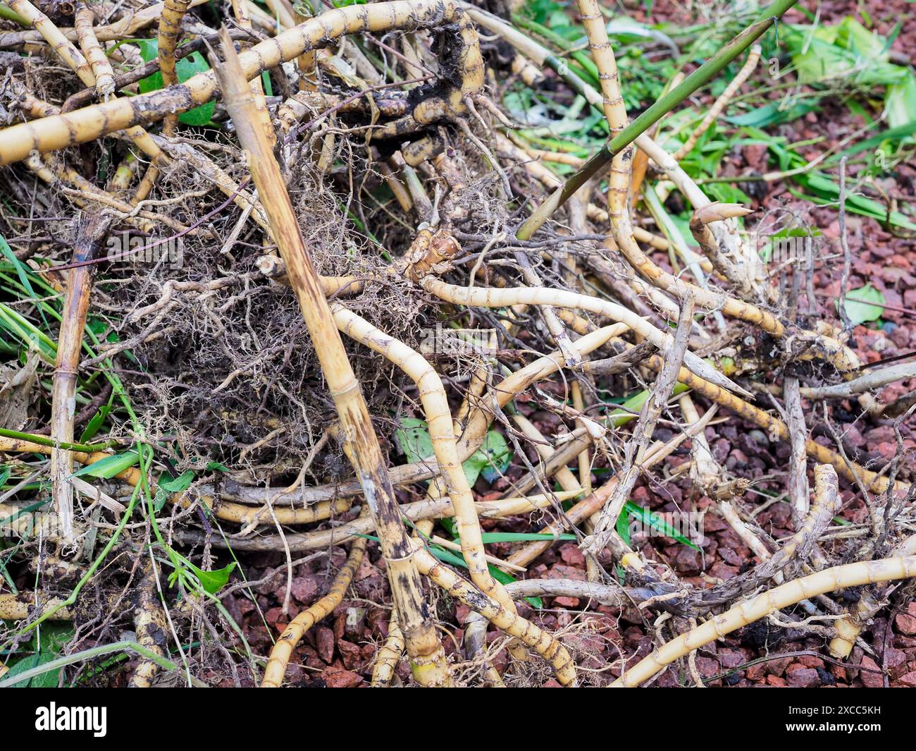 Intricate root patterns hi-res stock photography and images - Alamy