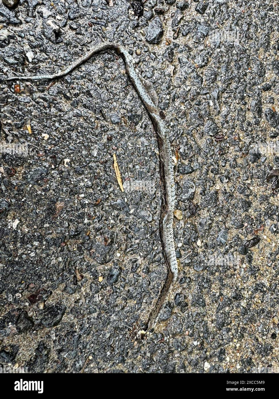 Snake accident hi-res stock photography and images - Alamy