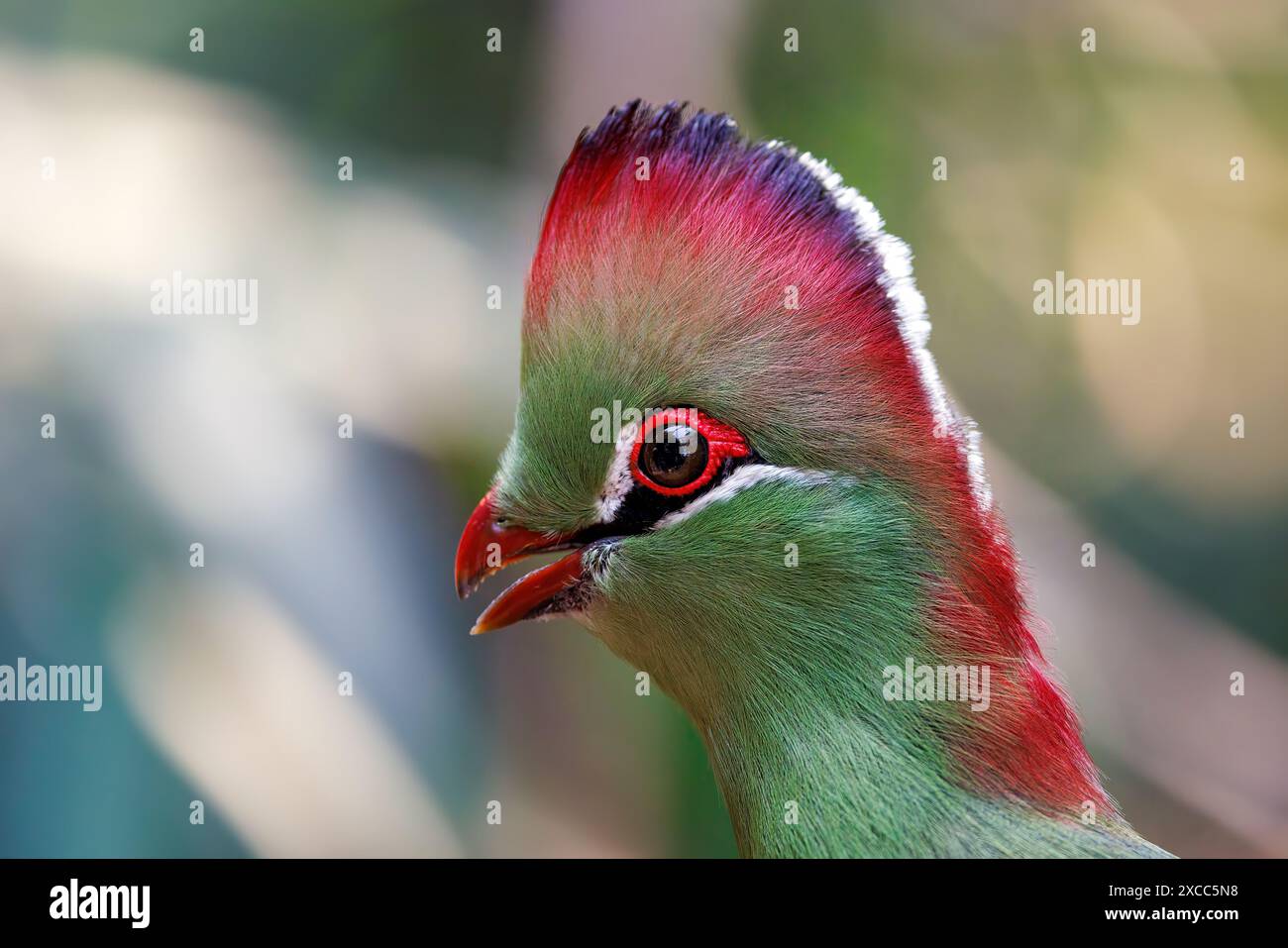 An adult fischer's turaco, tauraco fischeri, close up portrait with ...