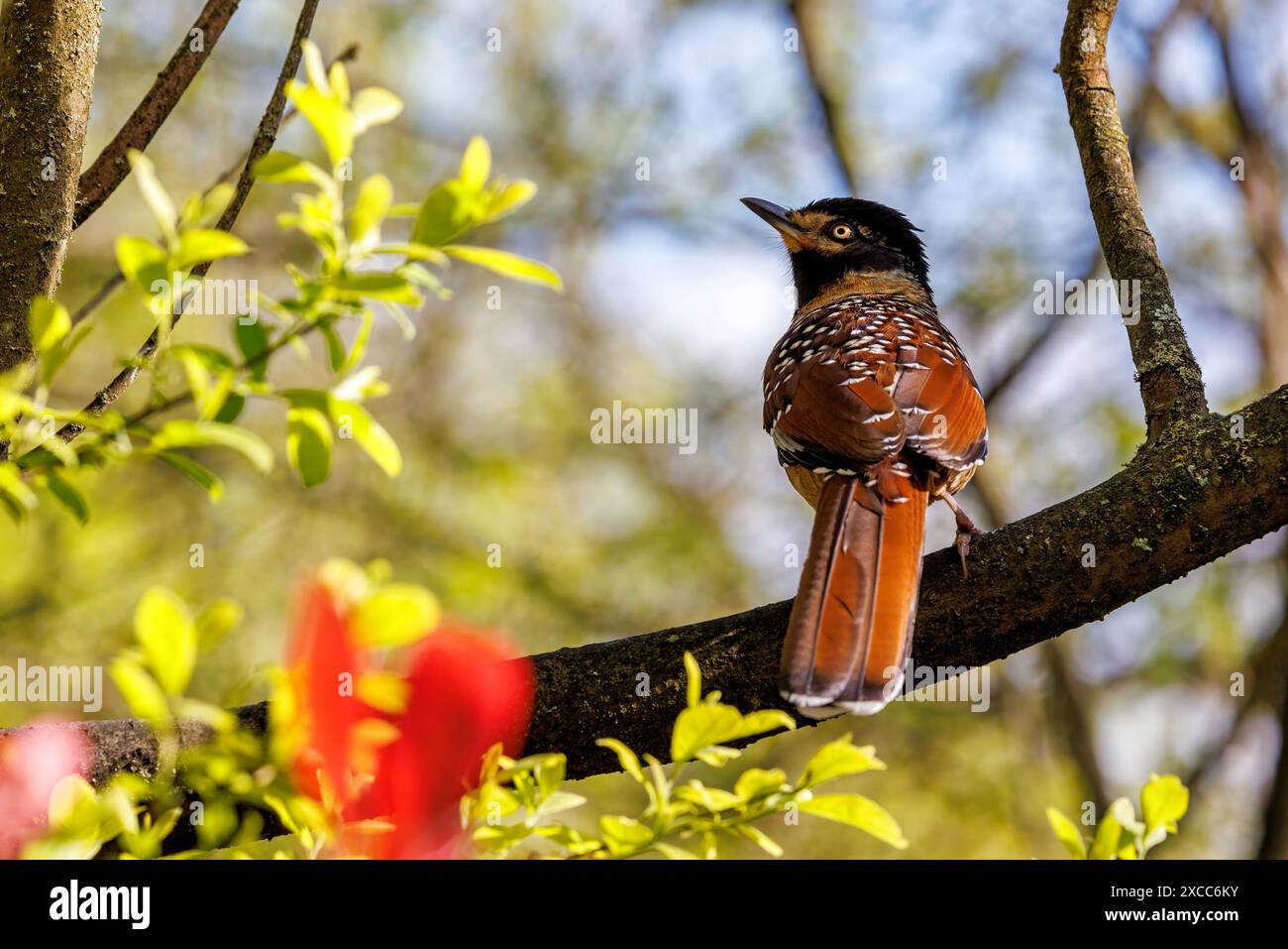 A spotted laughingthrush, Ianthocincla ocellata, perched in a tree ...