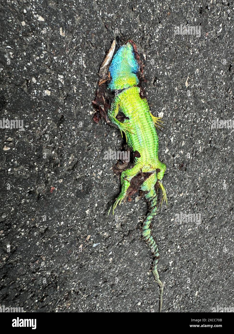 Green lizard dead on the road Stock Photo - Alamy