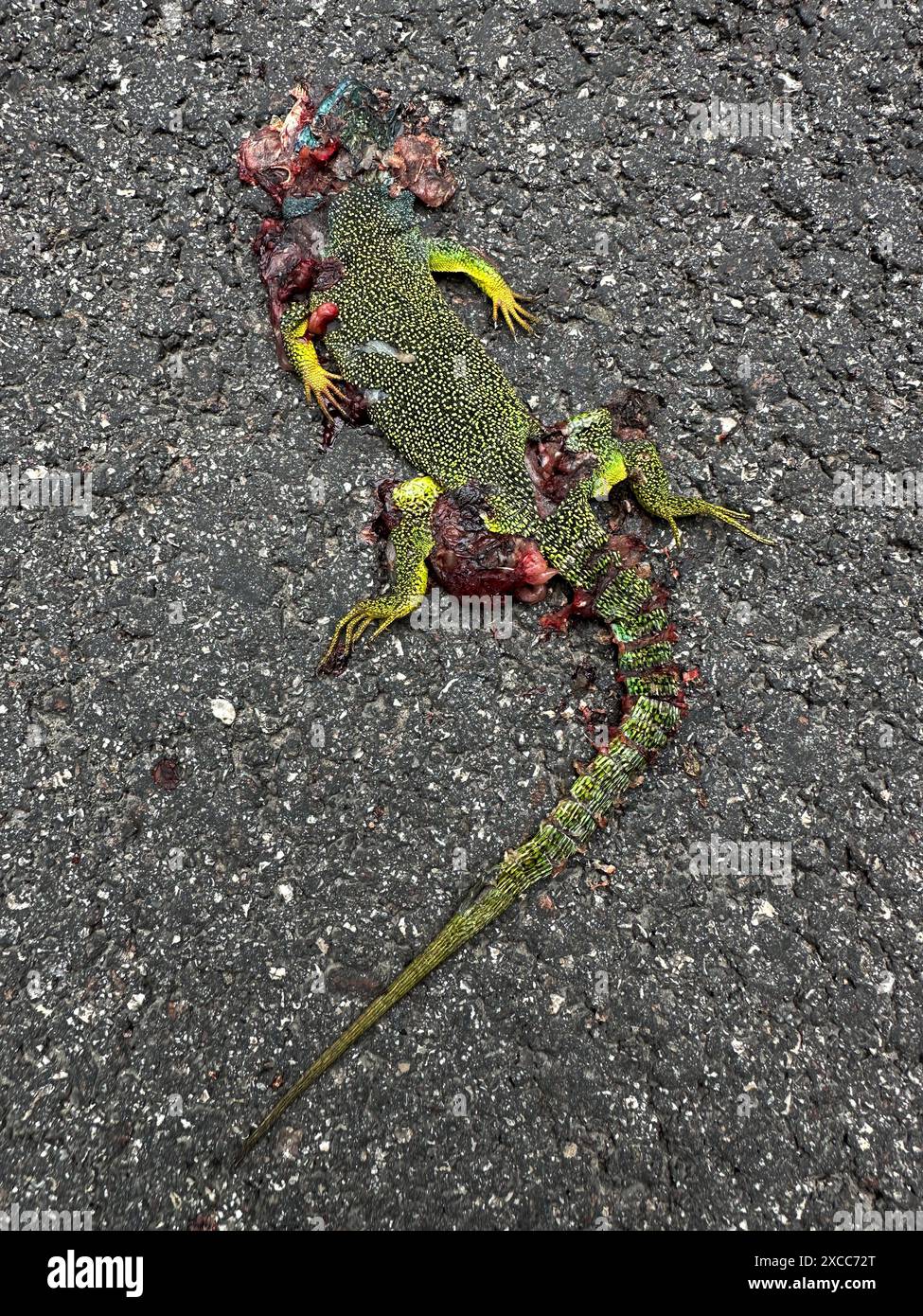 Green lizard dead on the road Stock Photo - Alamy