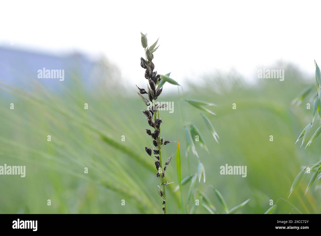 Semiloose smut of oats, disease of oats caused by plant pathogen ...