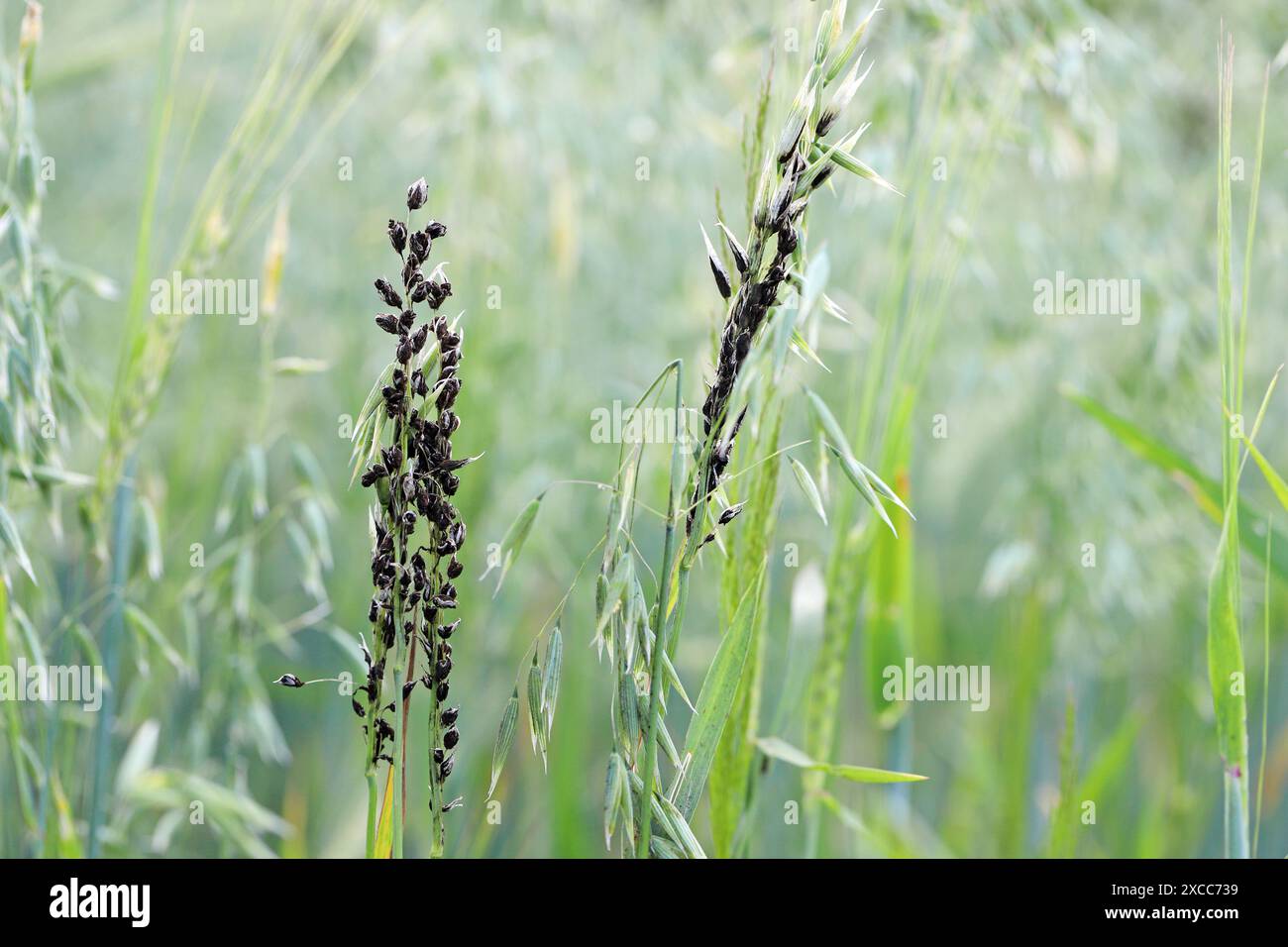 Semiloose smut of oats, disease of oats caused by plant pathogen ...