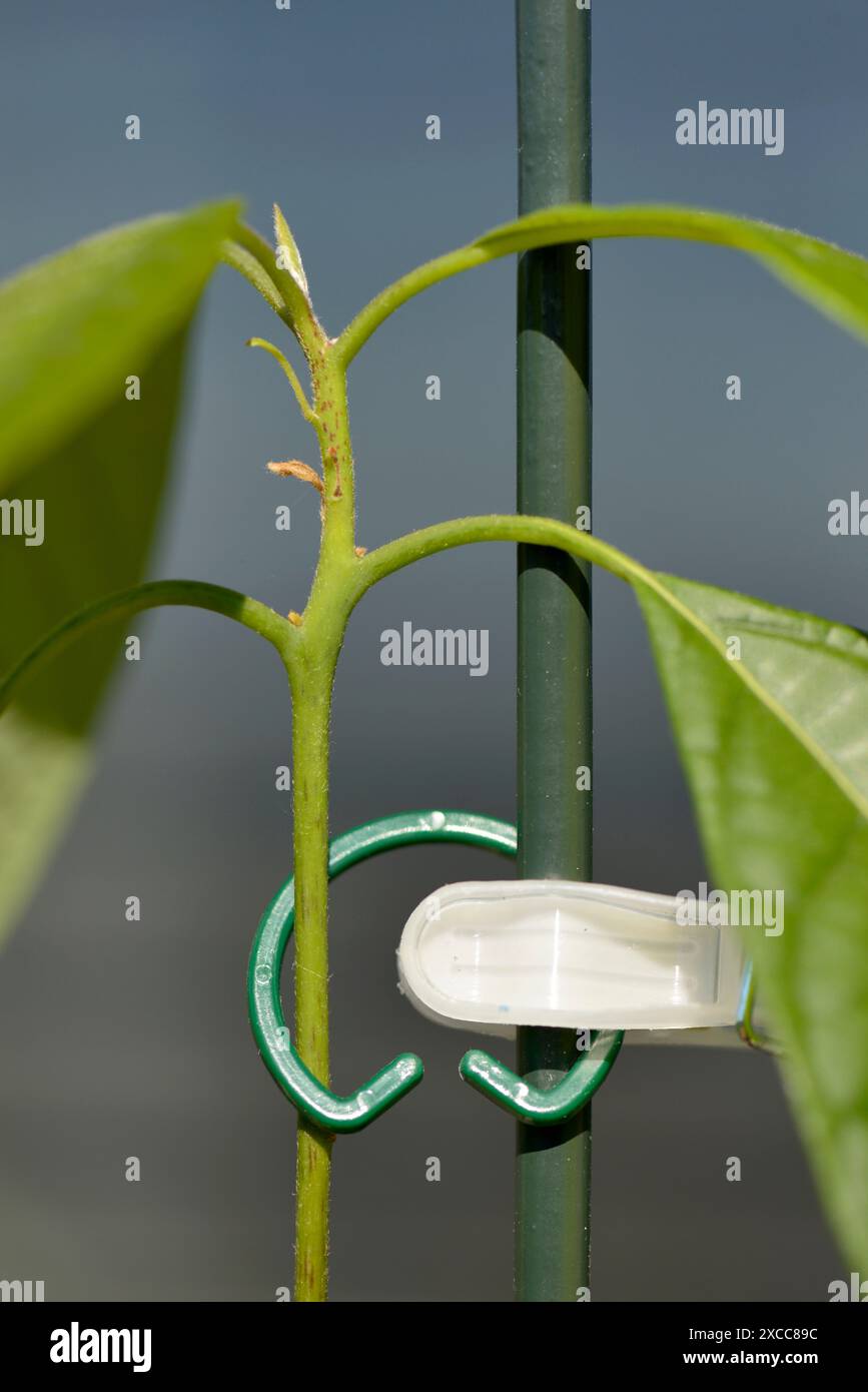 Supporting stick hi-res stock photography and images - Alamy