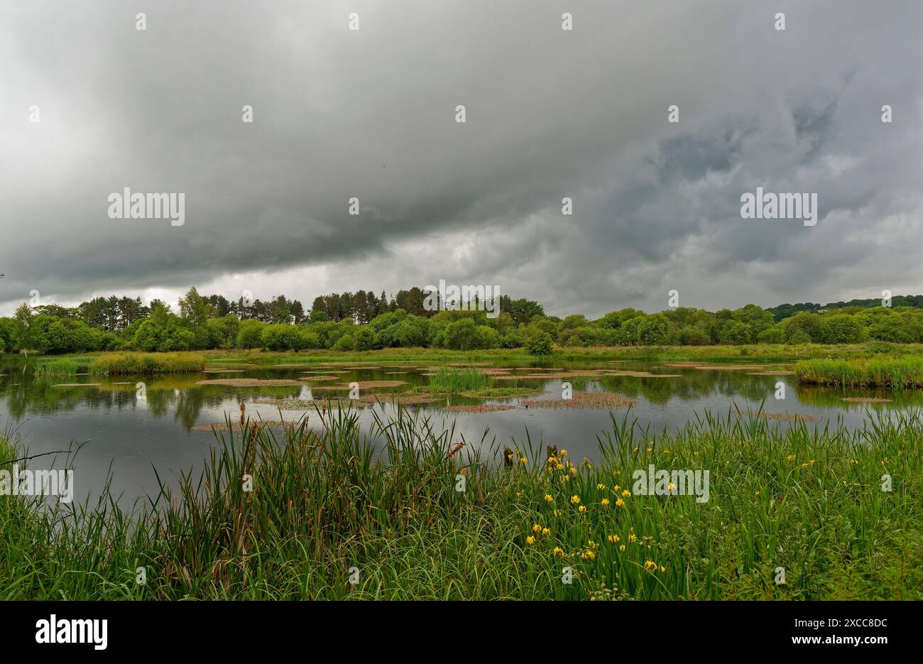 One of the larger lochs of Morton Lochs at Tentsmuir National Nature ...