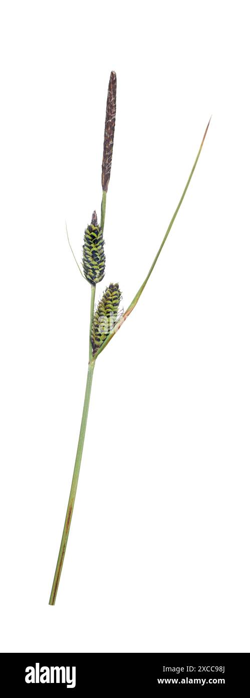 Common Sedge - Carex nigra Stock Photo - Alamy