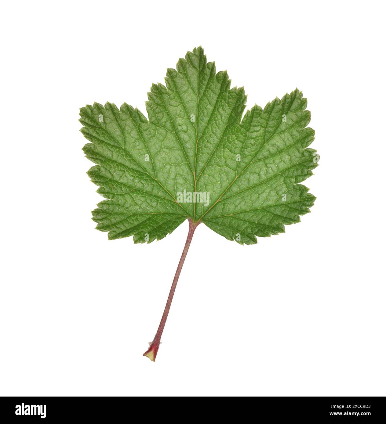 Downy Currant - Ribes spicatum Stock Photo - Alamy