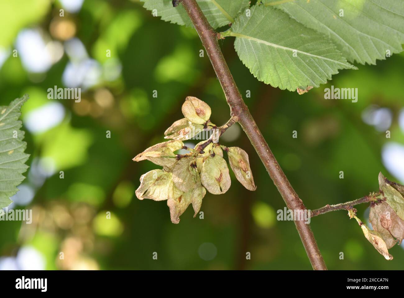 Wych Elm - Ulmus glabra Stock Photo - Alamy