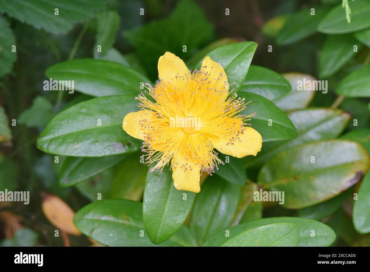 Rose-of-sharon - Hypericum calycinum Stock Photo - Alamy