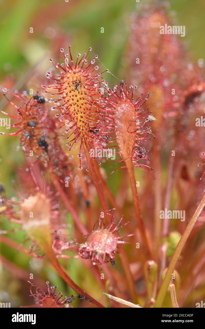 Oblong-leaved Sundew - Drosera intermedia Stock Photo - Alamy