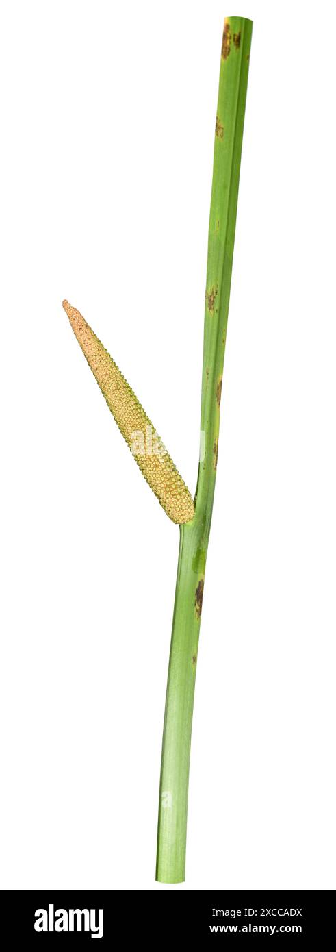 Sweet flag hi-res stock photography and images - Alamy