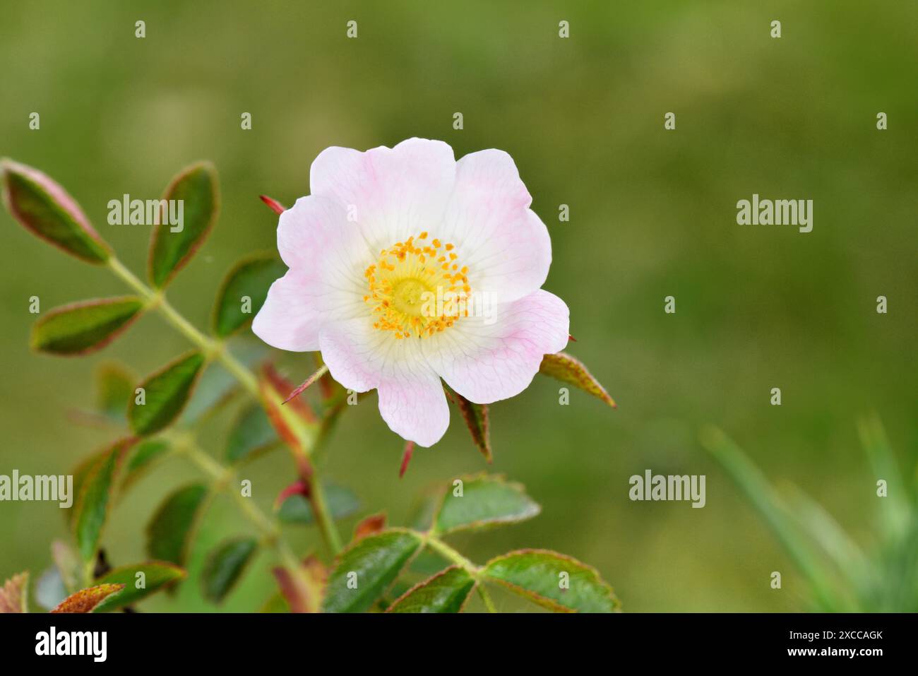 Harsh Downy-rose - Rosa tomentosa Stock Photo - Alamy