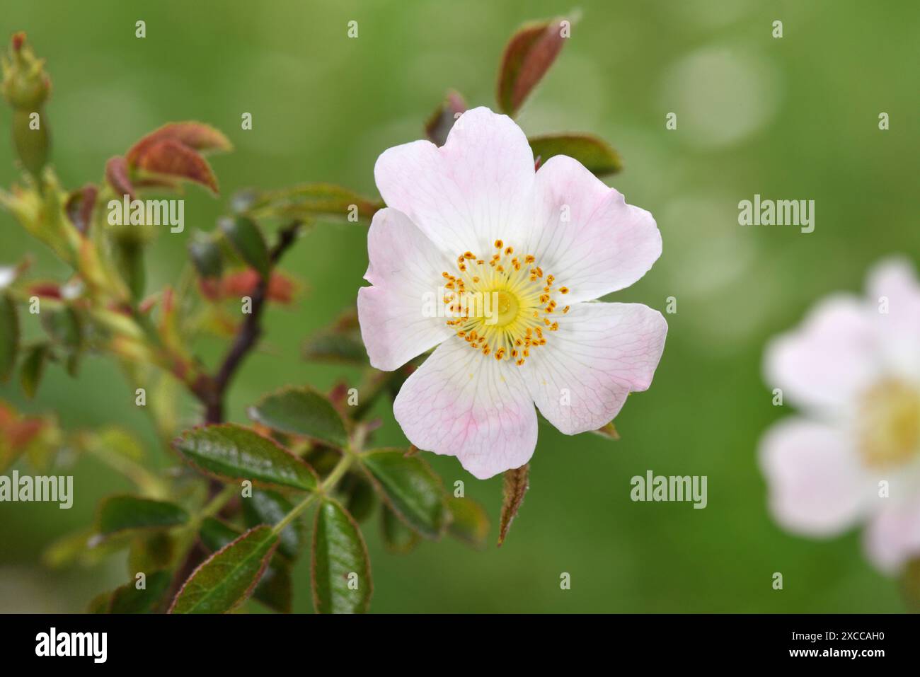Harsh Downy-rose - Rosa tomentosa Stock Photo - Alamy