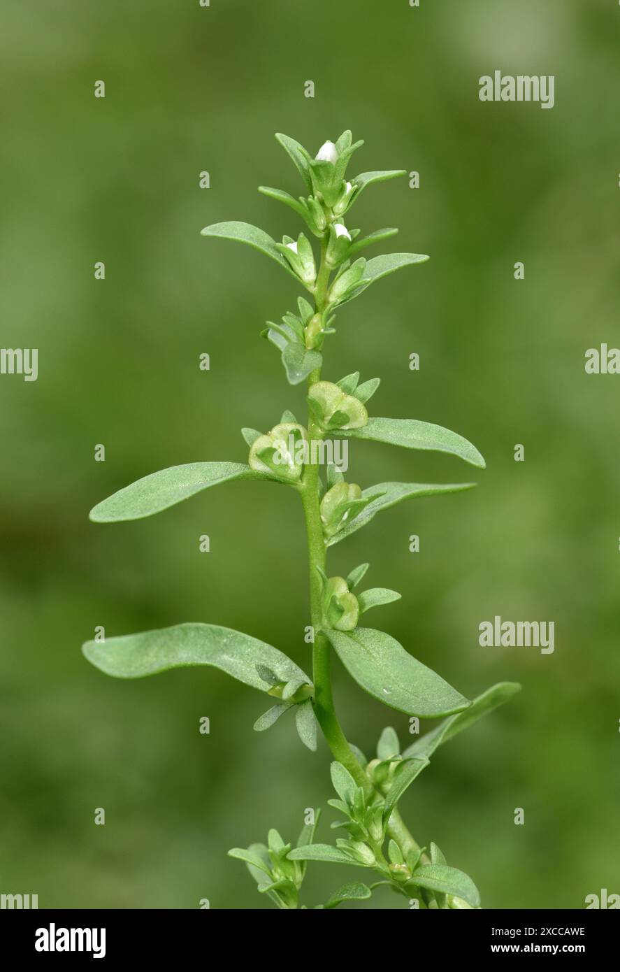 American Speedwell - Veronica peregrina Stock Photo - Alamy