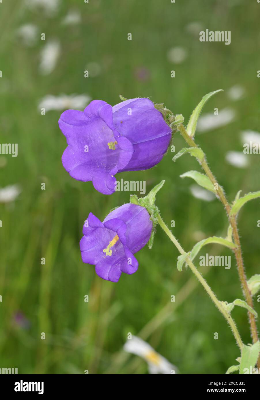 Canterbury-bells - Campanula medium Stock Photo - Alamy