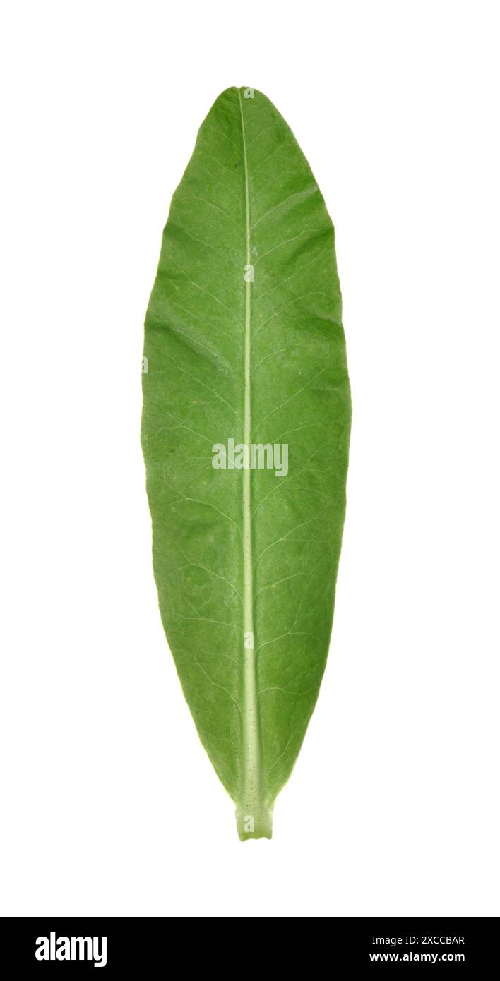 Irish Spurge - Euphorbia hyberna Stock Photo - Alamy