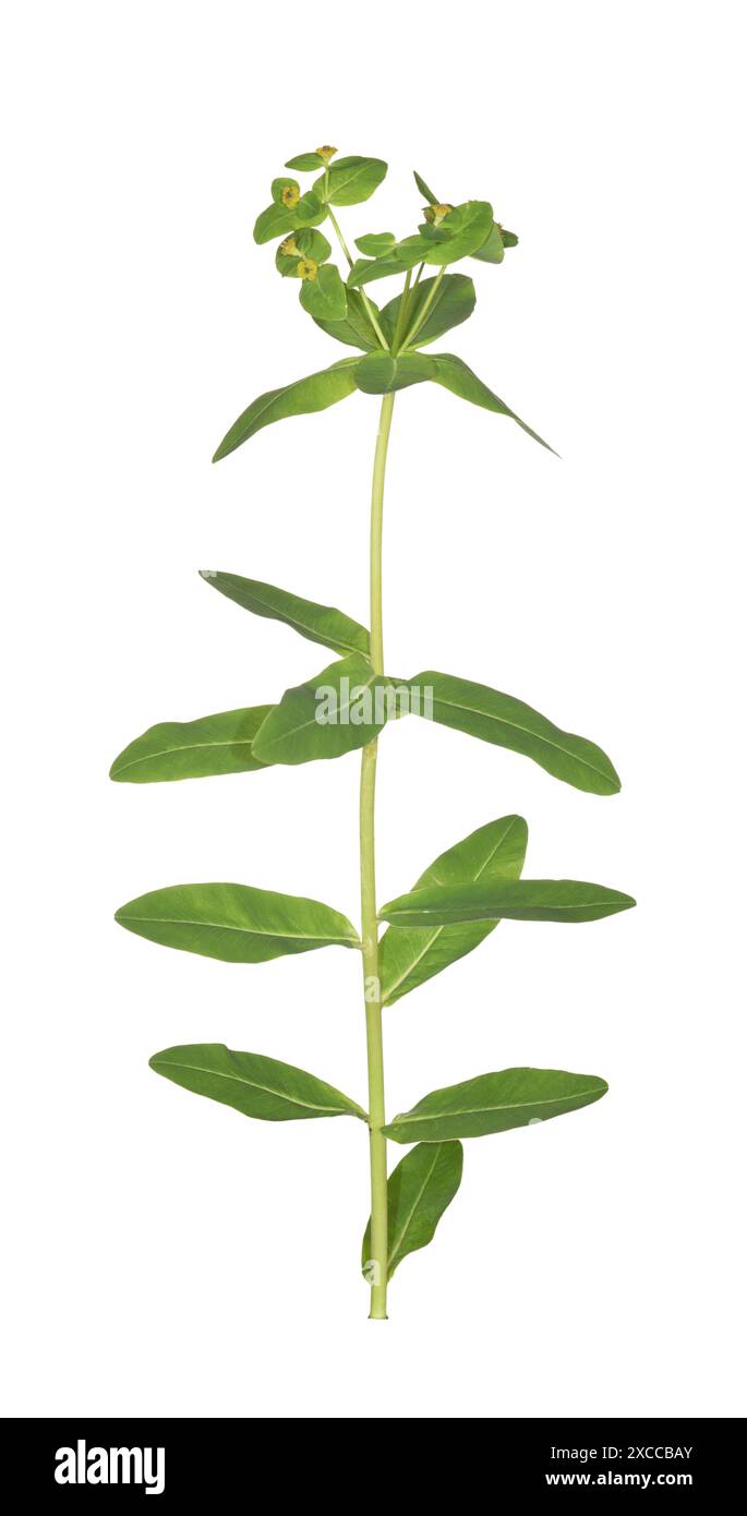 Irish Spurge - Euphorbia hyberna Stock Photo - Alamy