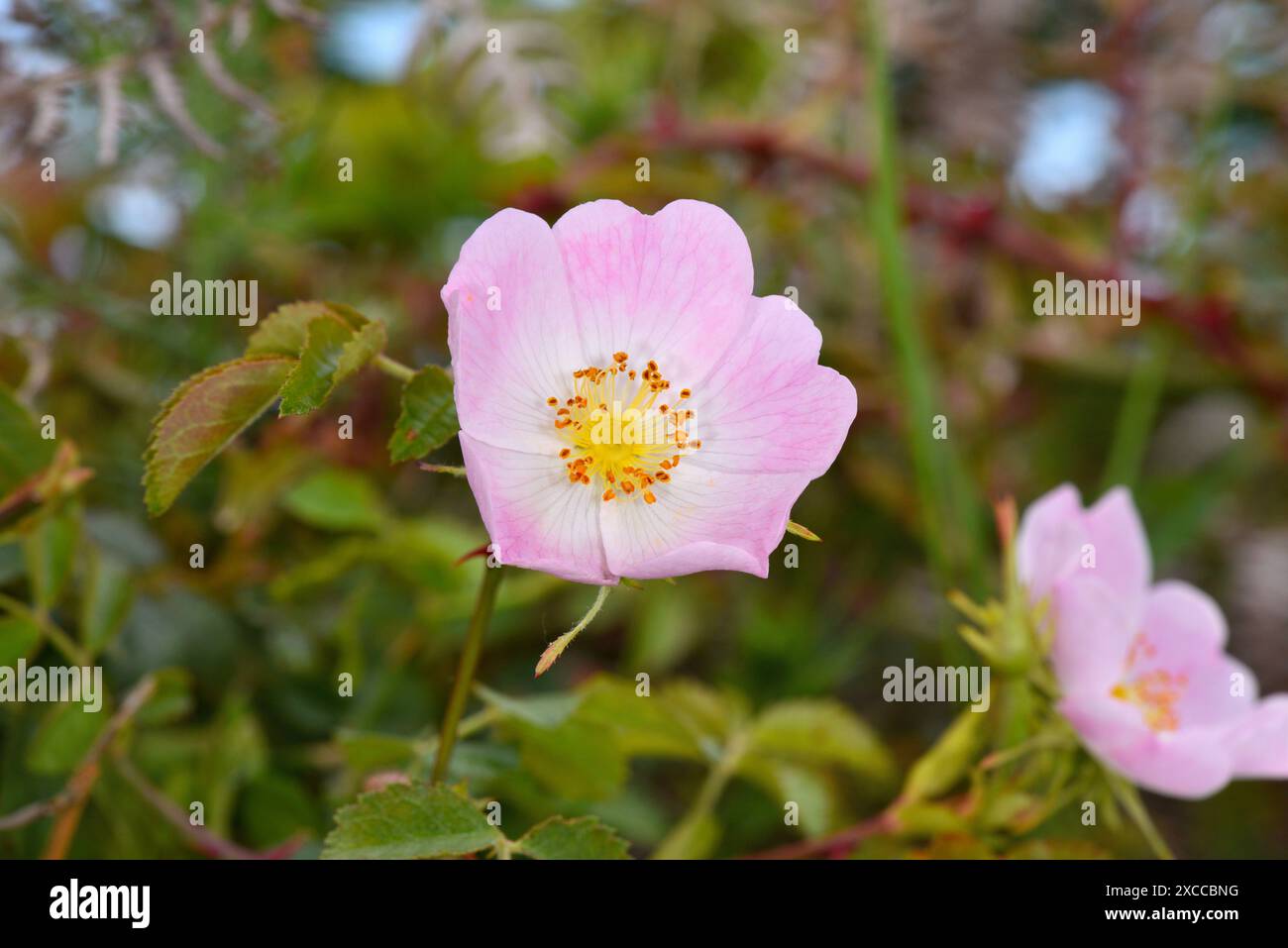 Sherard's Downy-rose - Rosa sherardii Stock Photo - Alamy