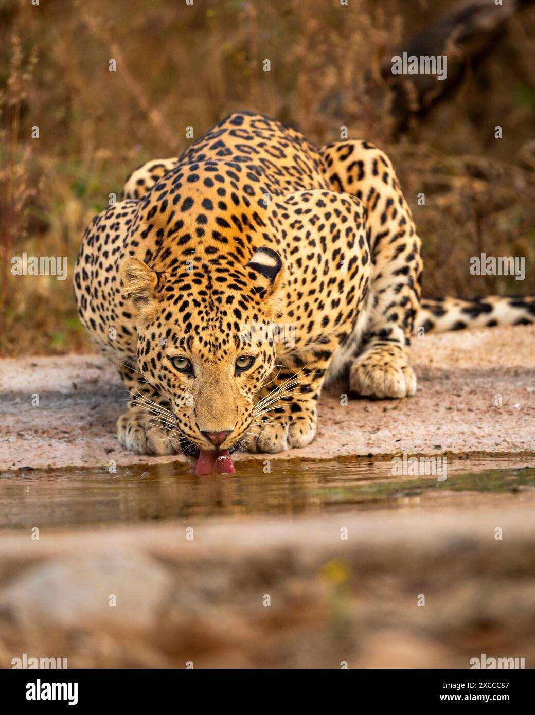 Indian wild female leopard panther panthera pardus quenching thirst or ...