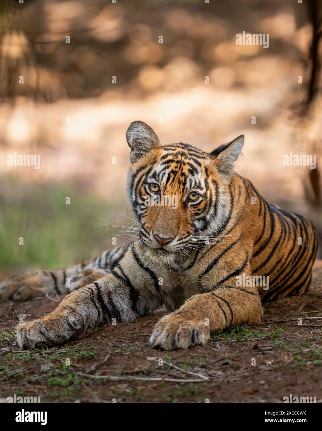 Showstopper wild female tiger cub panthera tigris closeup face ...
