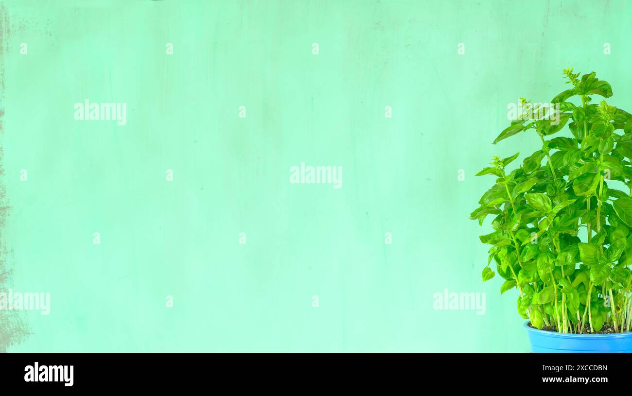 Fresh basil on a green background. Food,herbs and cooking template with ...