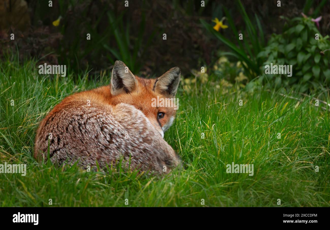 Young red fox resting in hi-res stock photography and images - Alamy