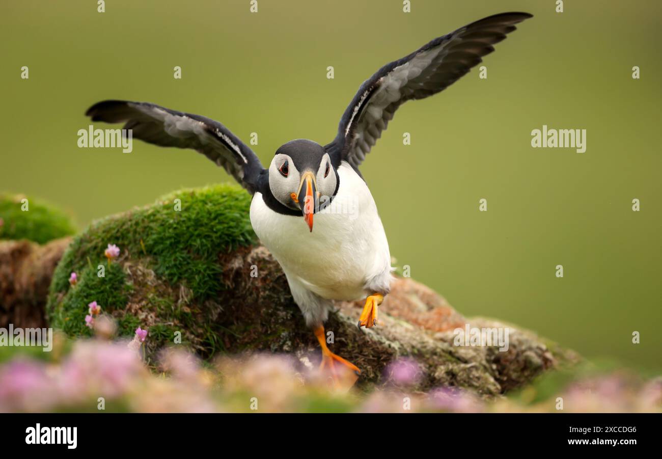 Puffin with open beak hi-res stock photography and images - Alamy