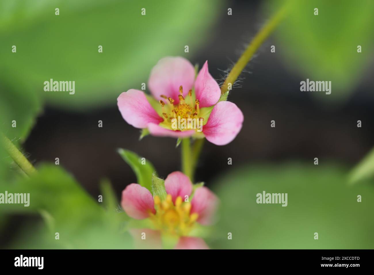 Pink berried hi-res stock photography and images - Alamy