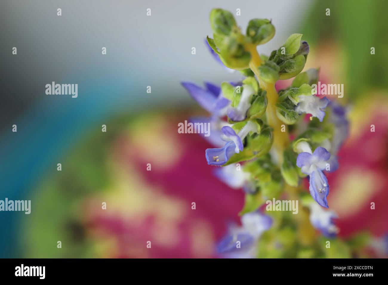 Close up of a flower, coleus (Coleus scutellarioides Stock Photo - Alamy