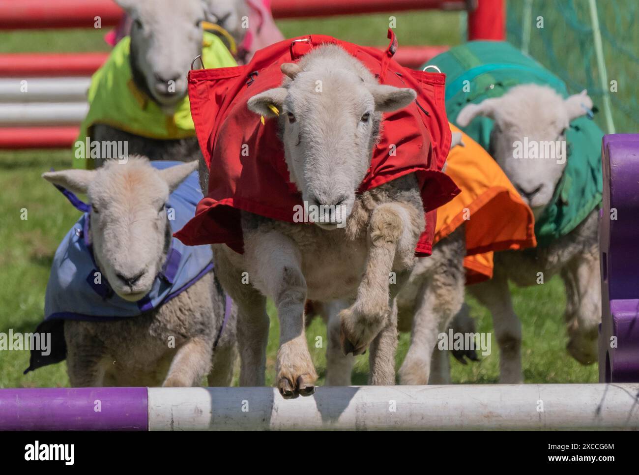 Sheep compete in the Lamb National at Barton Carnival at Barton upon ...