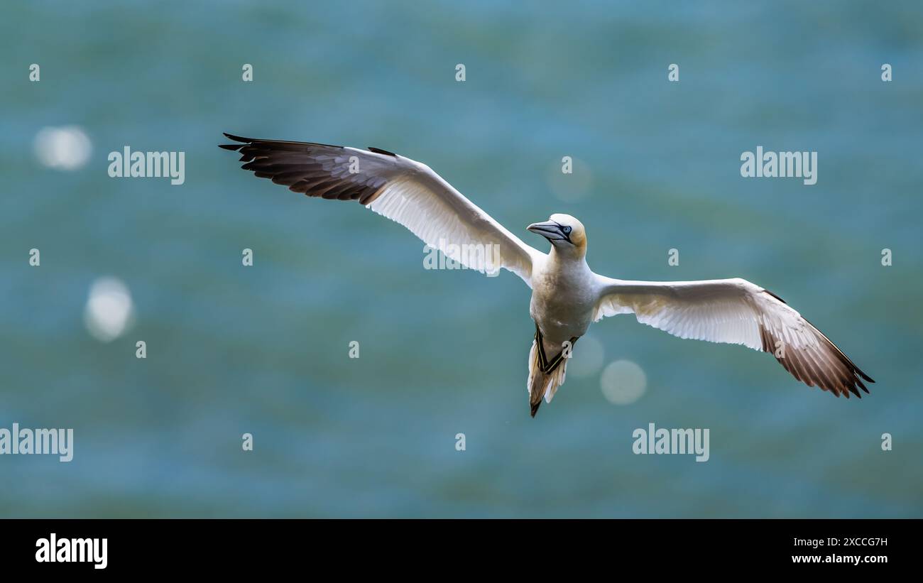 Northern Gannet, Morus bassanus, bird in flight over cliffs, Bempton ...