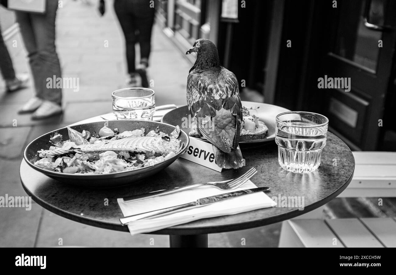 Pigeons eating at a table hi-res stock photography and images - Alamy
