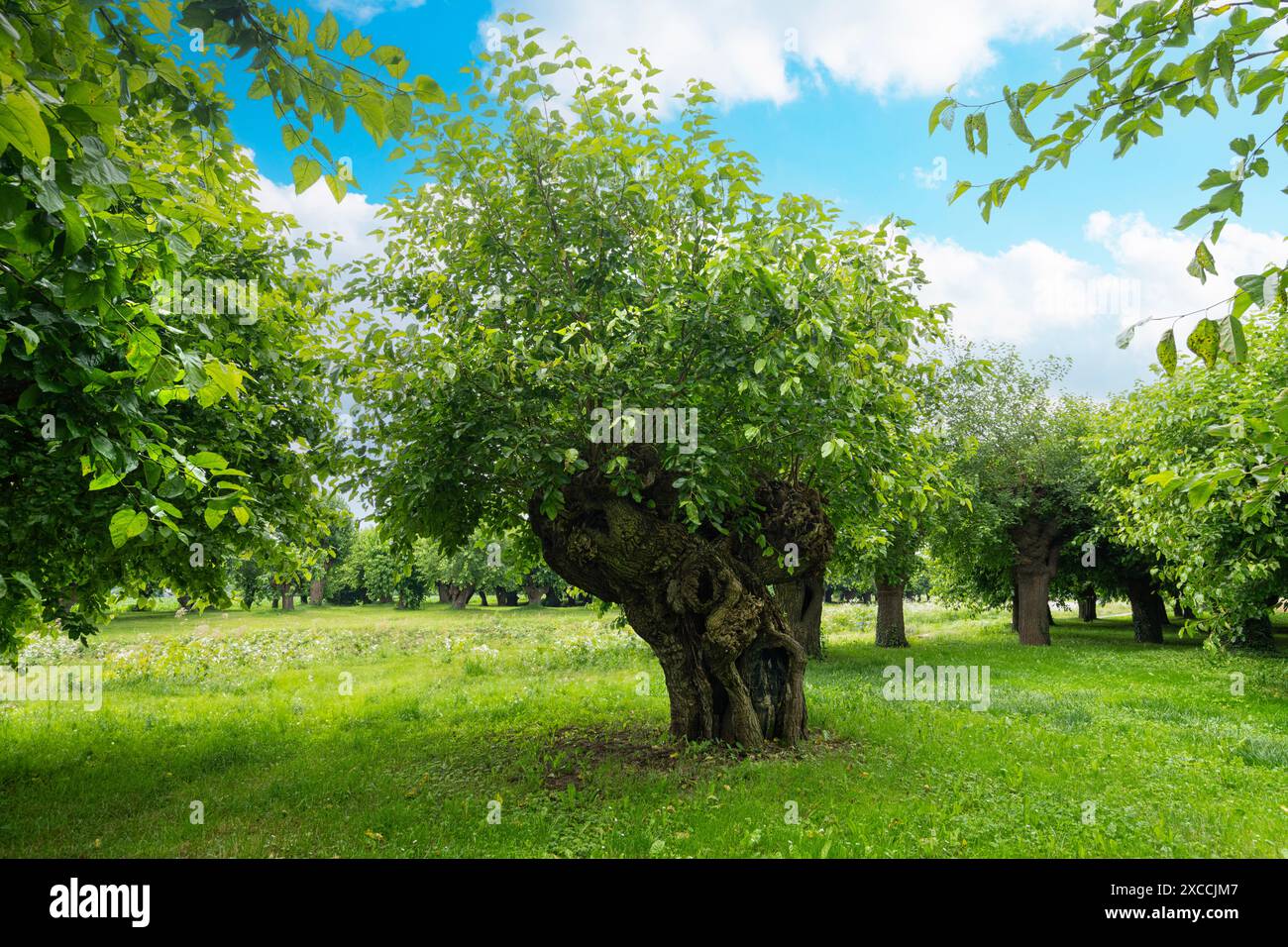 A forest of old mulberry trees in summer Stock Photo - Alamy