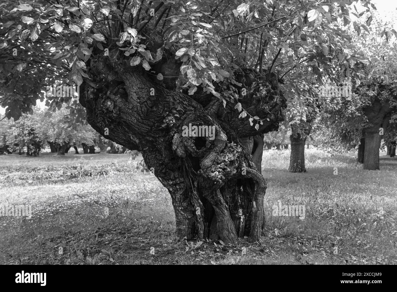 A forest of old mulberry trees in summer Stock Photo - Alamy