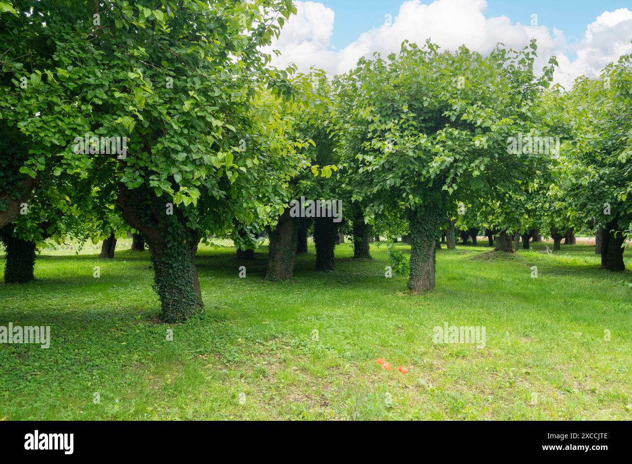 Mulberry sky hi-res stock photography and images - Alamy