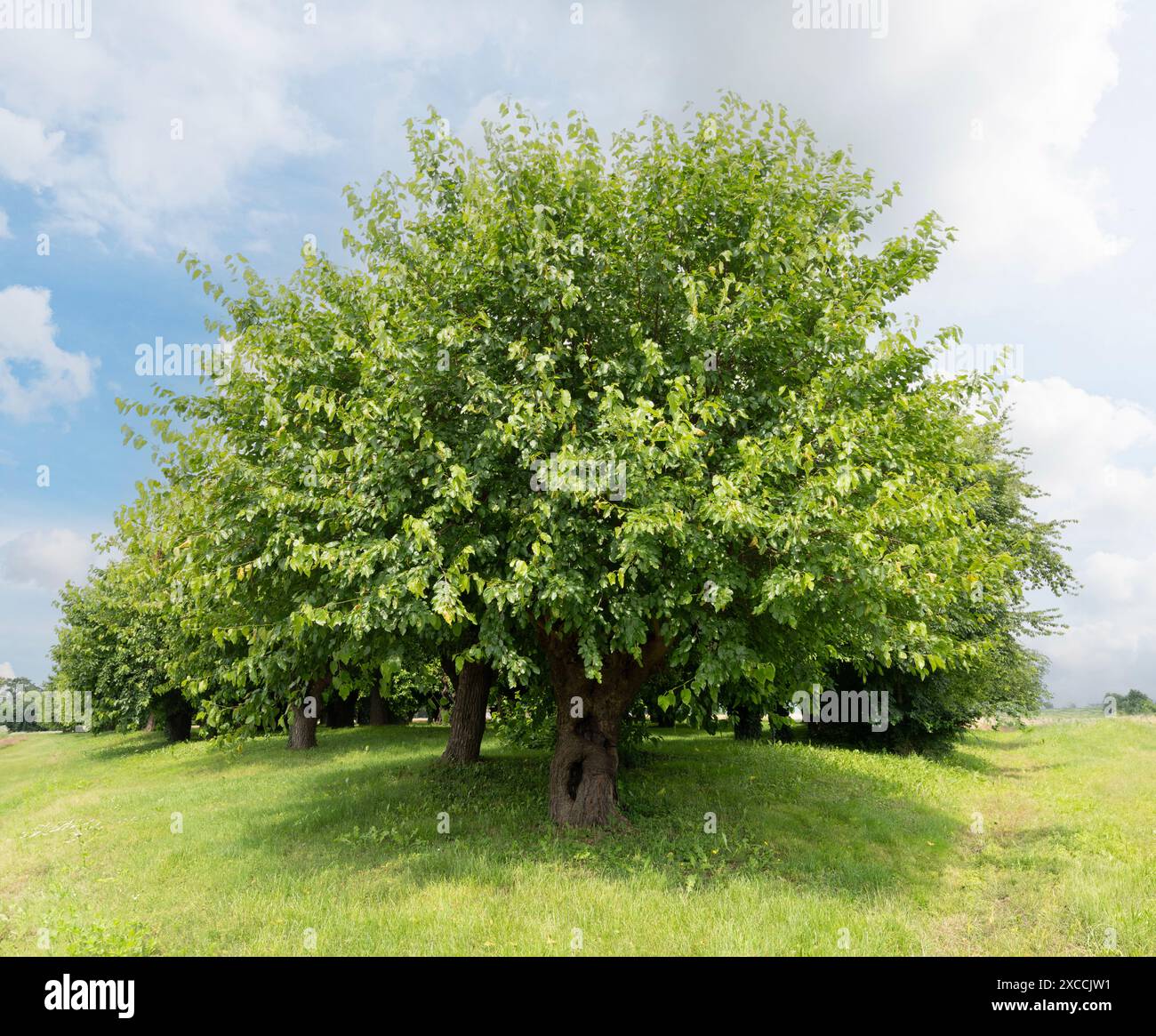 A forest of old mulberry trees in summer Stock Photo - Alamy
