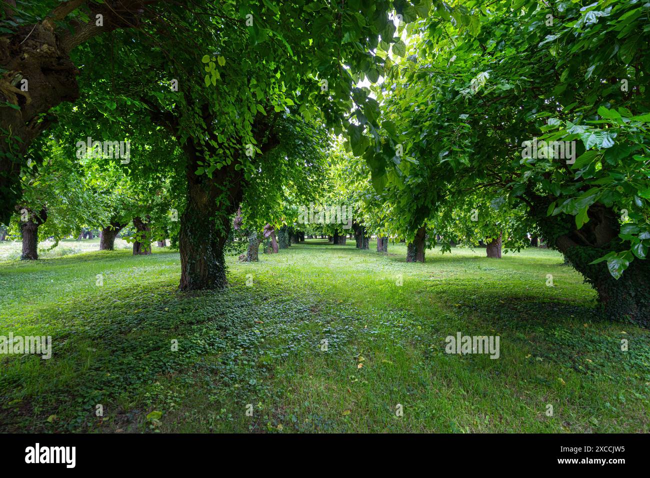 A forest of old mulberry trees in summer Stock Photo - Alamy