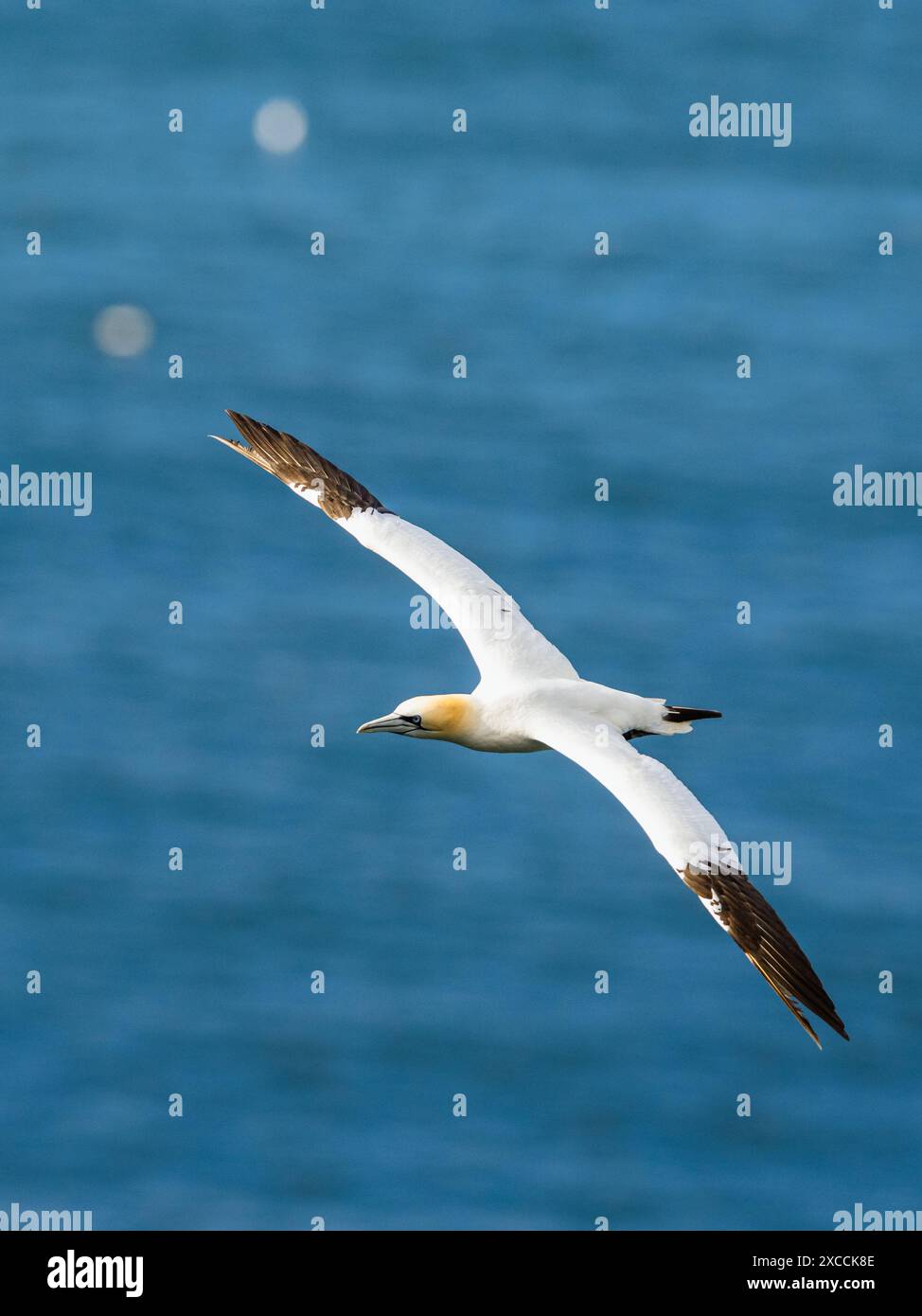 Northern Gannet, Morus bassanus, birds in flight over cliffs, Bempton ...
