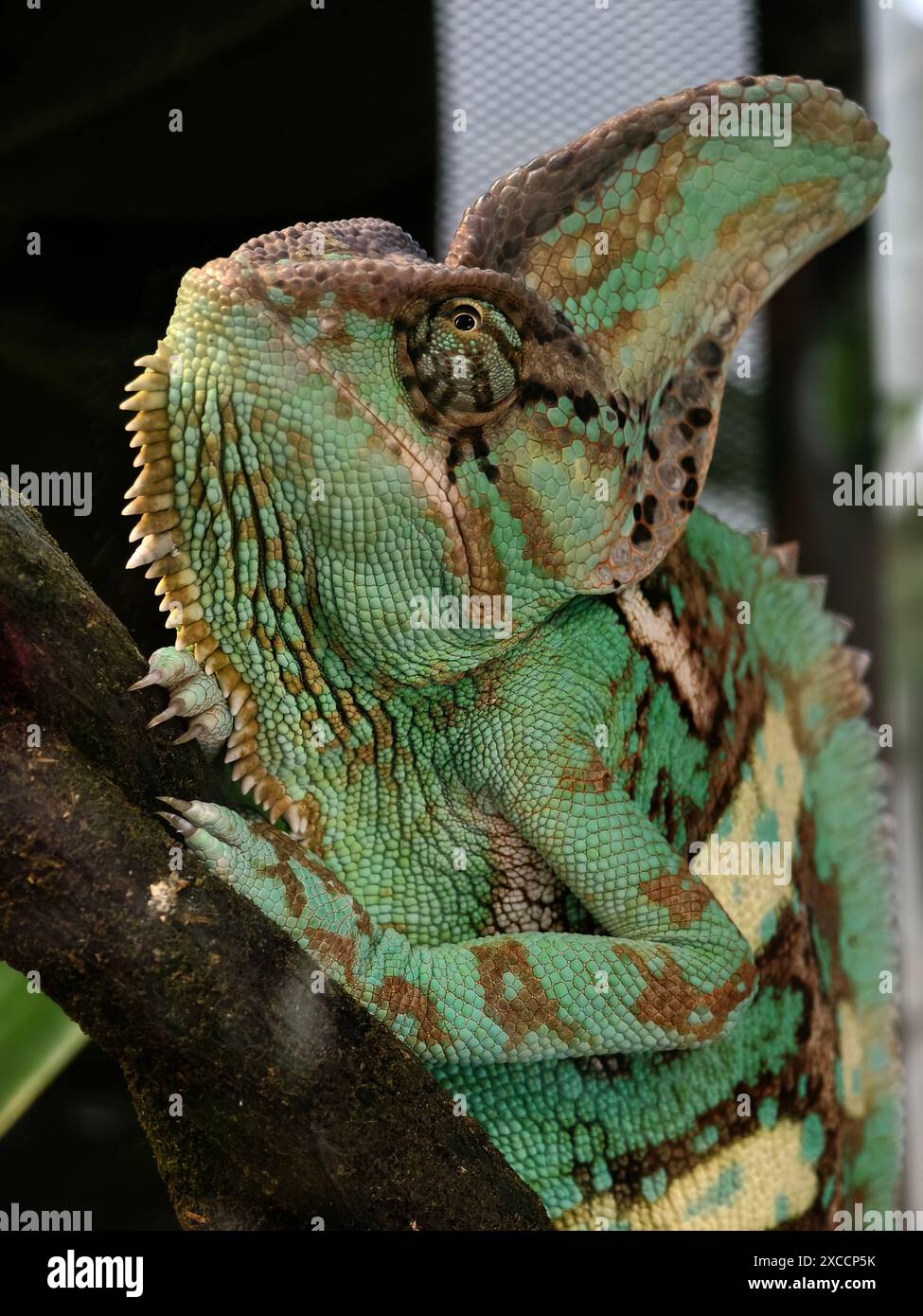 A detailed view of a chameleon in a natural habitat Stock Photo - Alamy