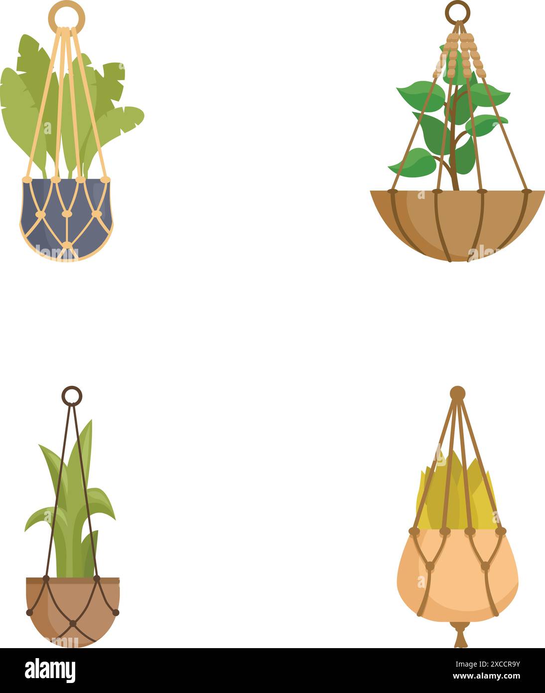 Four vector illustrations of indoor plants in stylish hanging pots ...