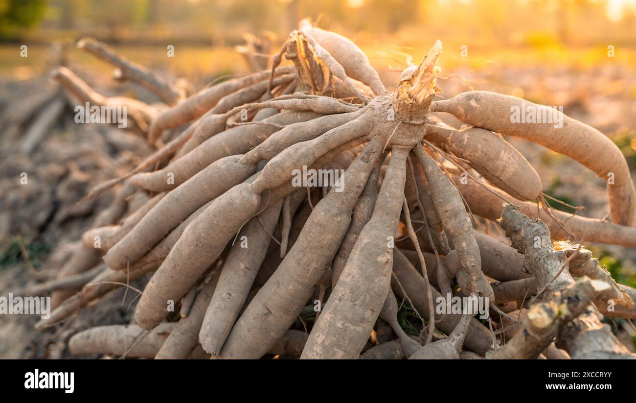 Cassava roots. Sustainable agriculture. Cassava root in tropical ...