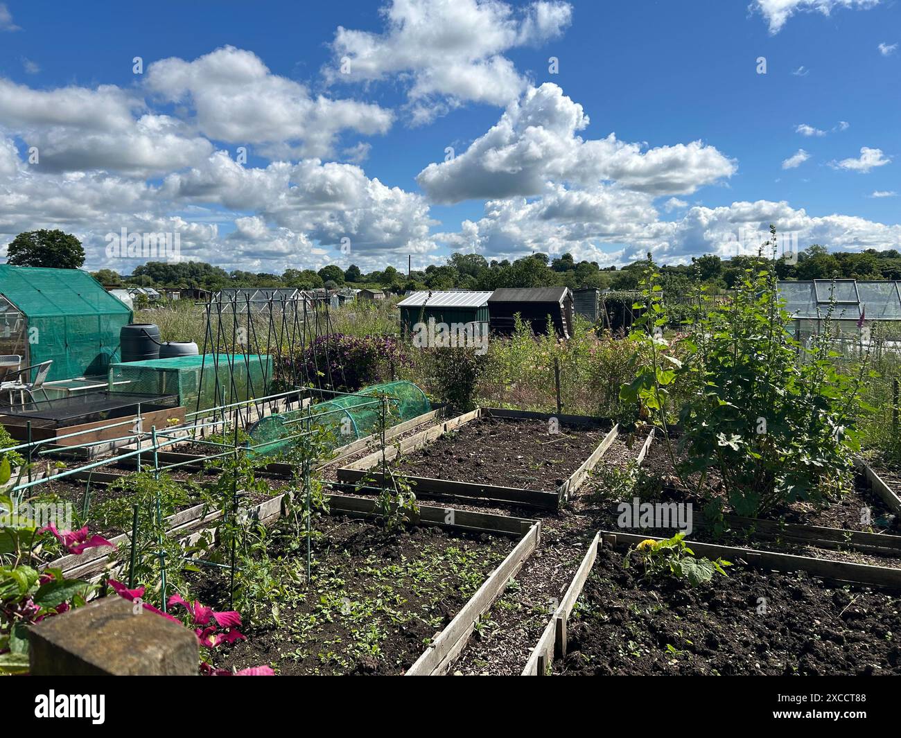 Allotment plots with various fruit and vegetables growing in early hi ...