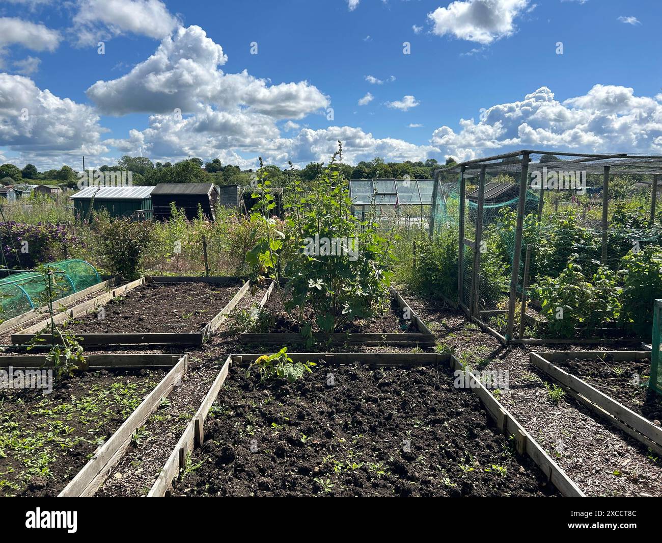 Allotment plots with various fruit and vegetables growing in early ...