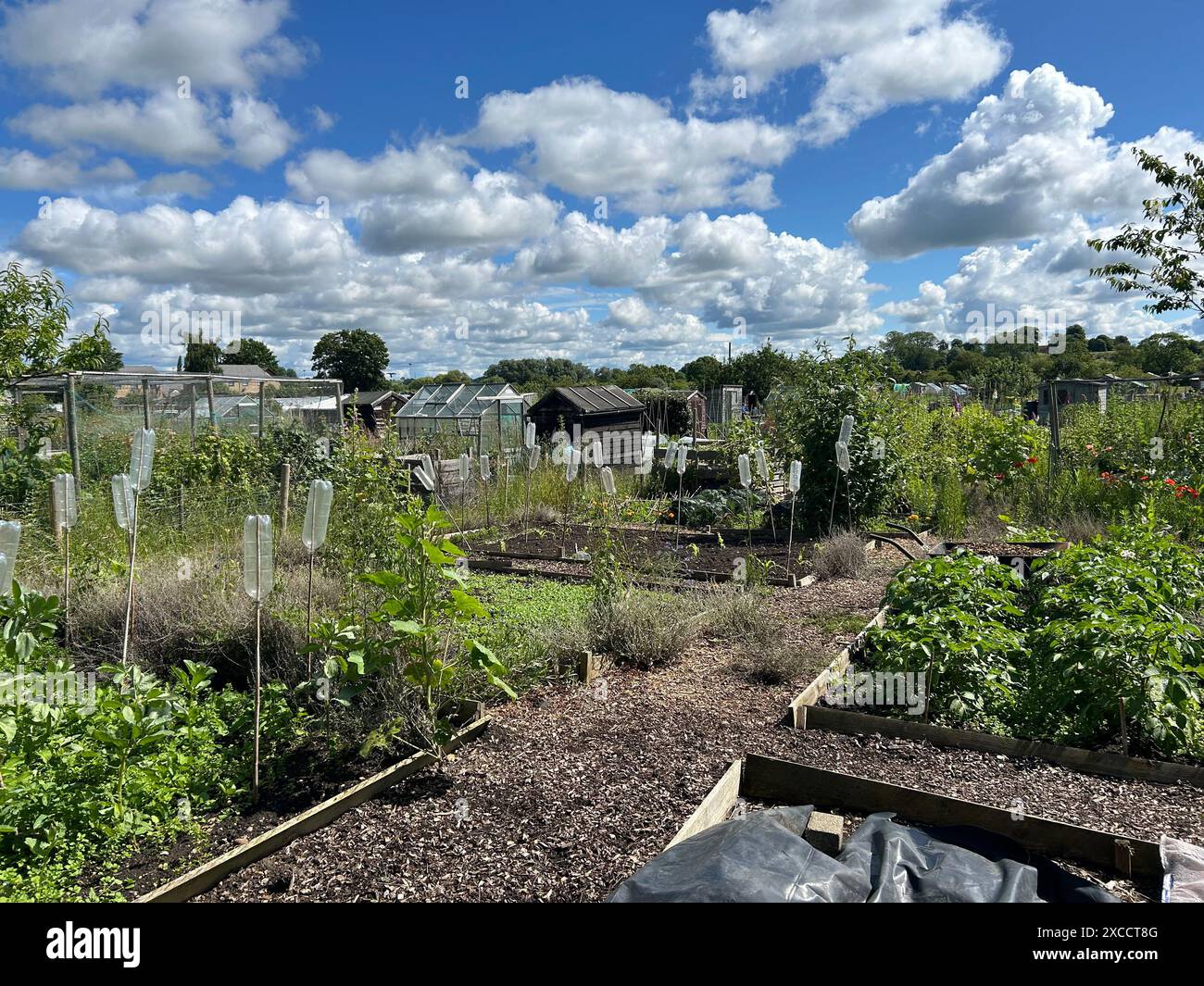 Allotment plots with various fruit and vegetables growing in early hi ...