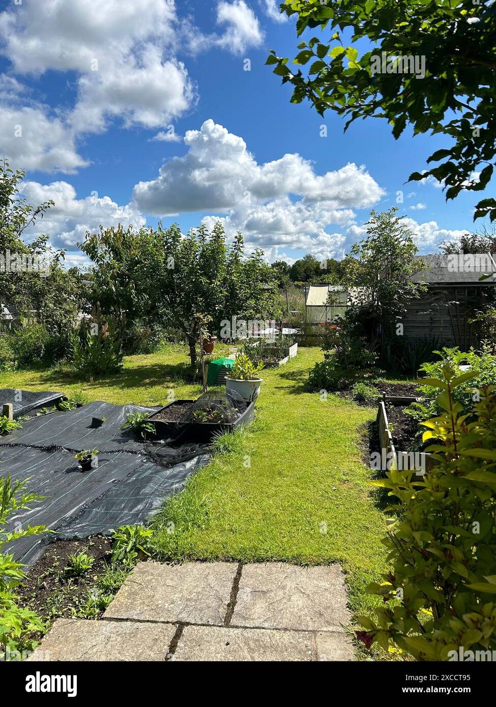 Allotment plots with various fruit and vegetables growing in early hi ...